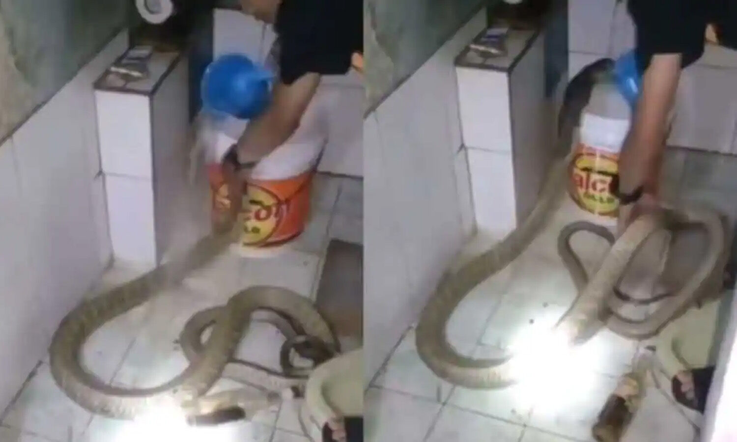 బాత్‌రూమ్‌లో పాముకు స్నానం చేయించిన వ్యక్తి.. వీడియో వైరల్‌ | Man gives ...