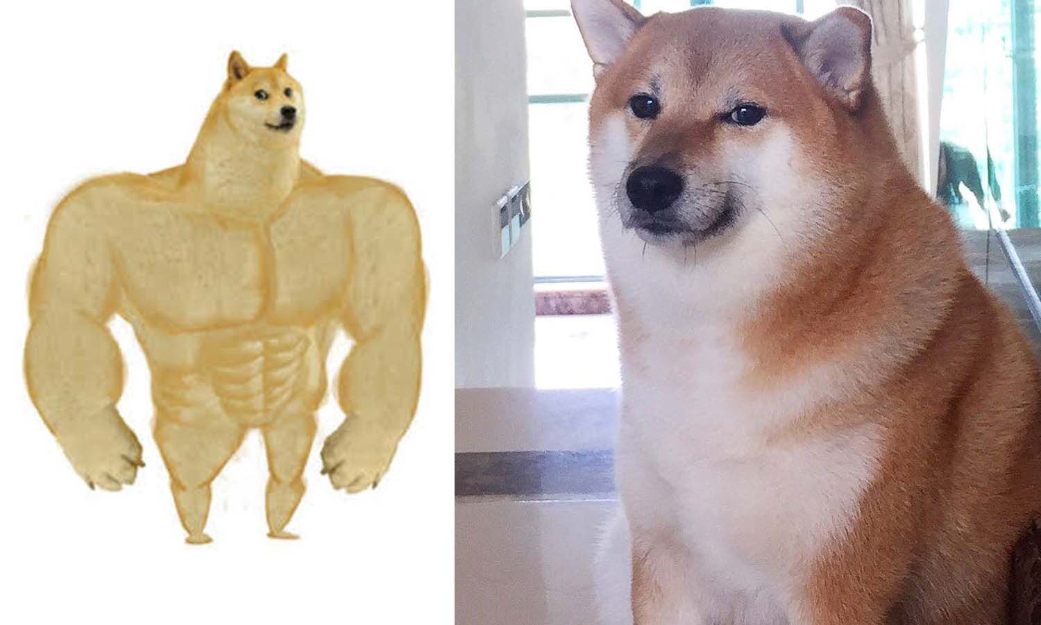 మీమ్స్‌ డాగ్‌.. 'చింటూ' ఇక లేదు | cheems viral meme dog dies after ...