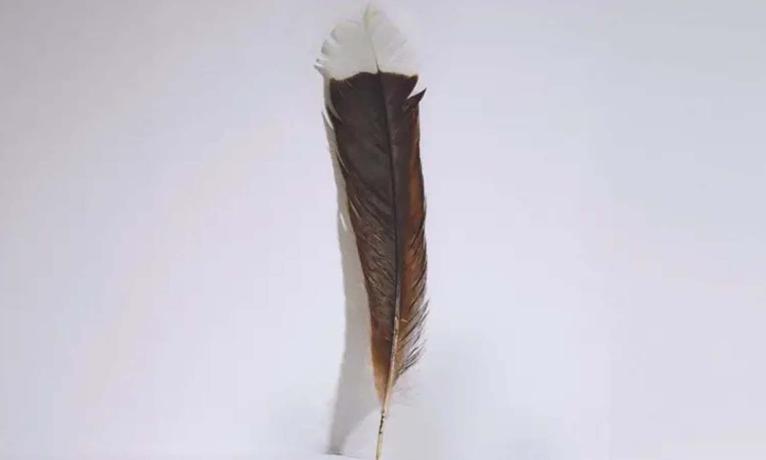 వేలంలో లక్షల రూపాయలు పలికిన పక్షి ఈక‌.. దీని స్పెషాలిటీ ఇదే | Huia bird ...