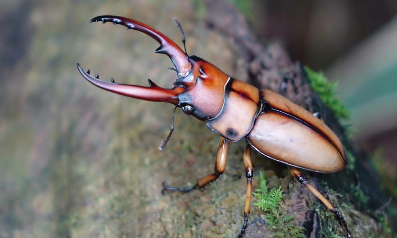 ఈ పురుగు విలువ ఎంతో తెలుసా? | World’s Most Expensive Insect Is Worth ...